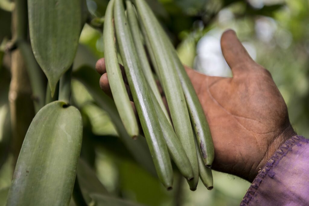 Diversifying Country of Origin Is Key to Vanilla Supply Chain ...